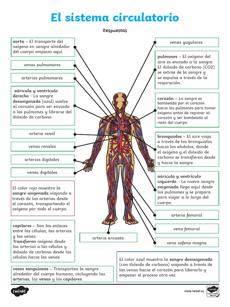 El Sistema Circulatorio Respuestas | PDF | Vena | Pulmón