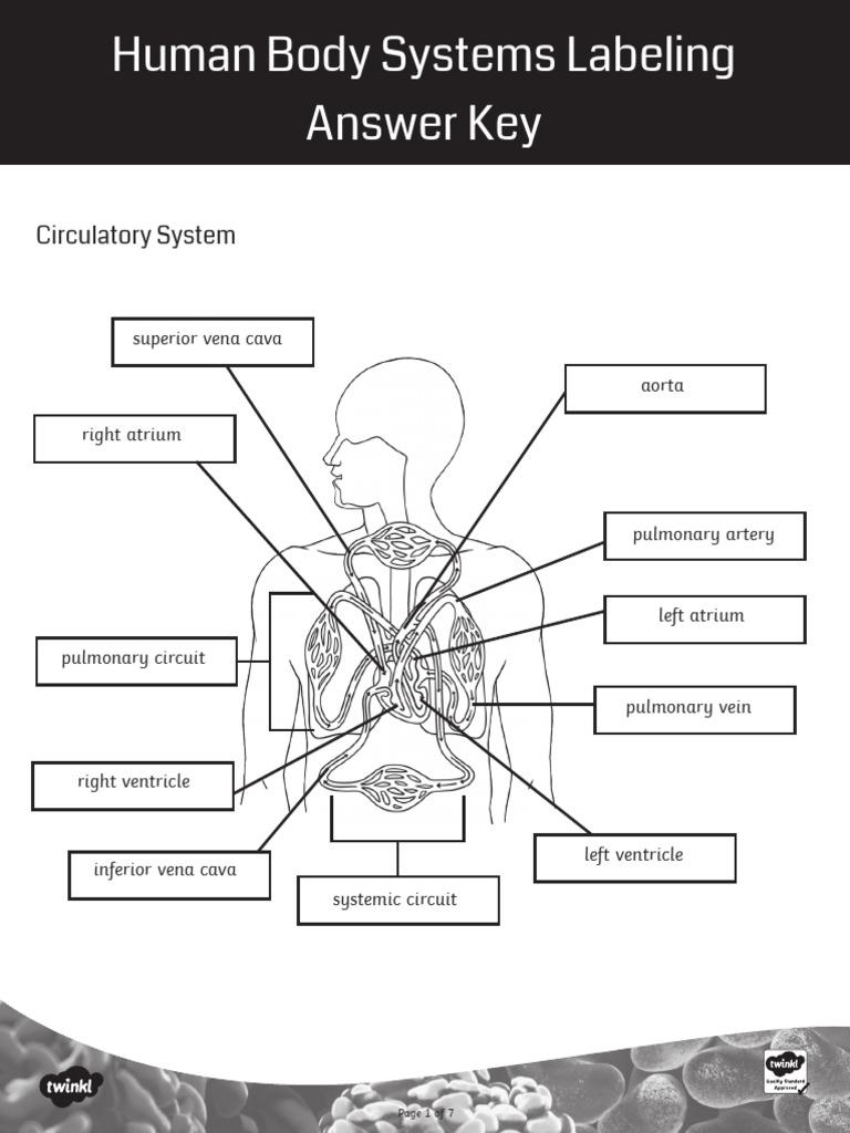 6th Grade Human Body Systems Key | PDF | Lung | Atrium (Heart)