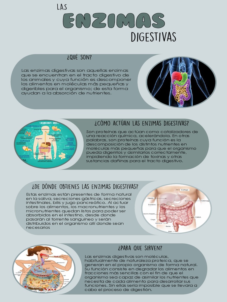 INFOGRAFIA ENZIMAS | PDF