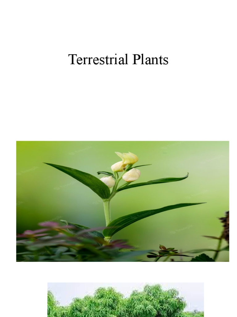 Terrestrial Plants | PDF