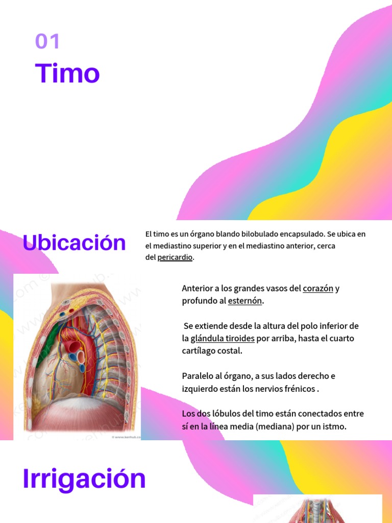 Anatomía y Función del Timo | PDF | Timo | Anatomia animal