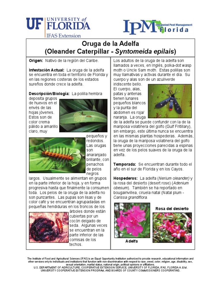 Oruga de La Adelfa | PDF | Lepidópteros | Insectos