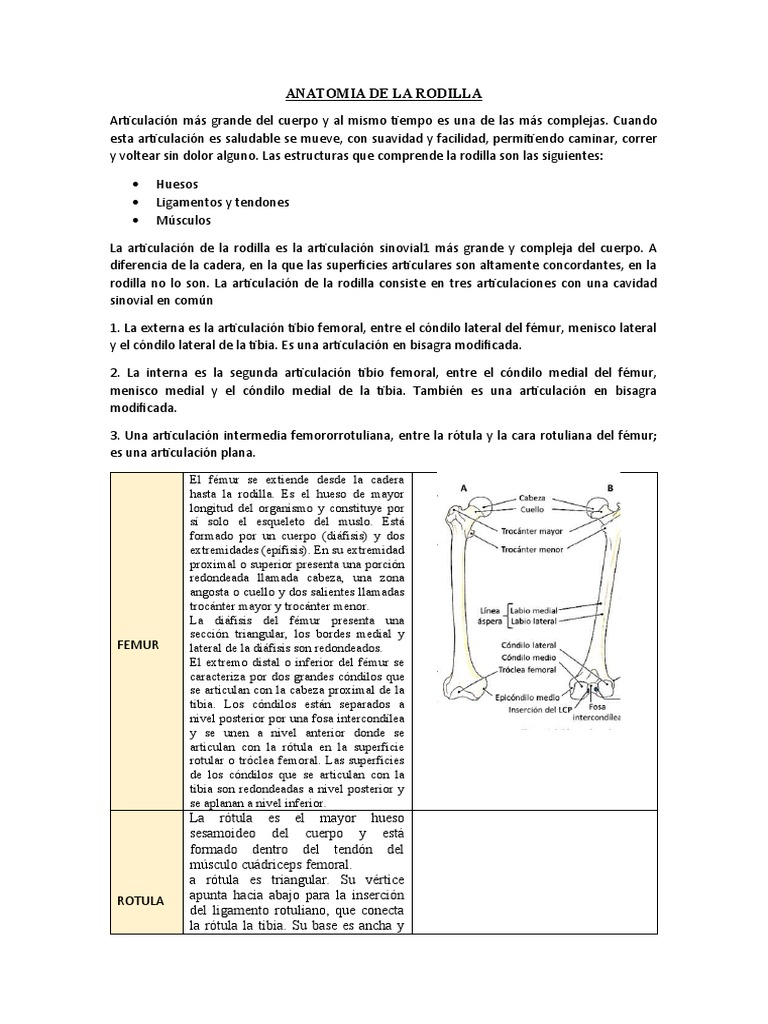Anatomia de La Rodilla | PDF | Rodilla | Extremidades (anatomía)