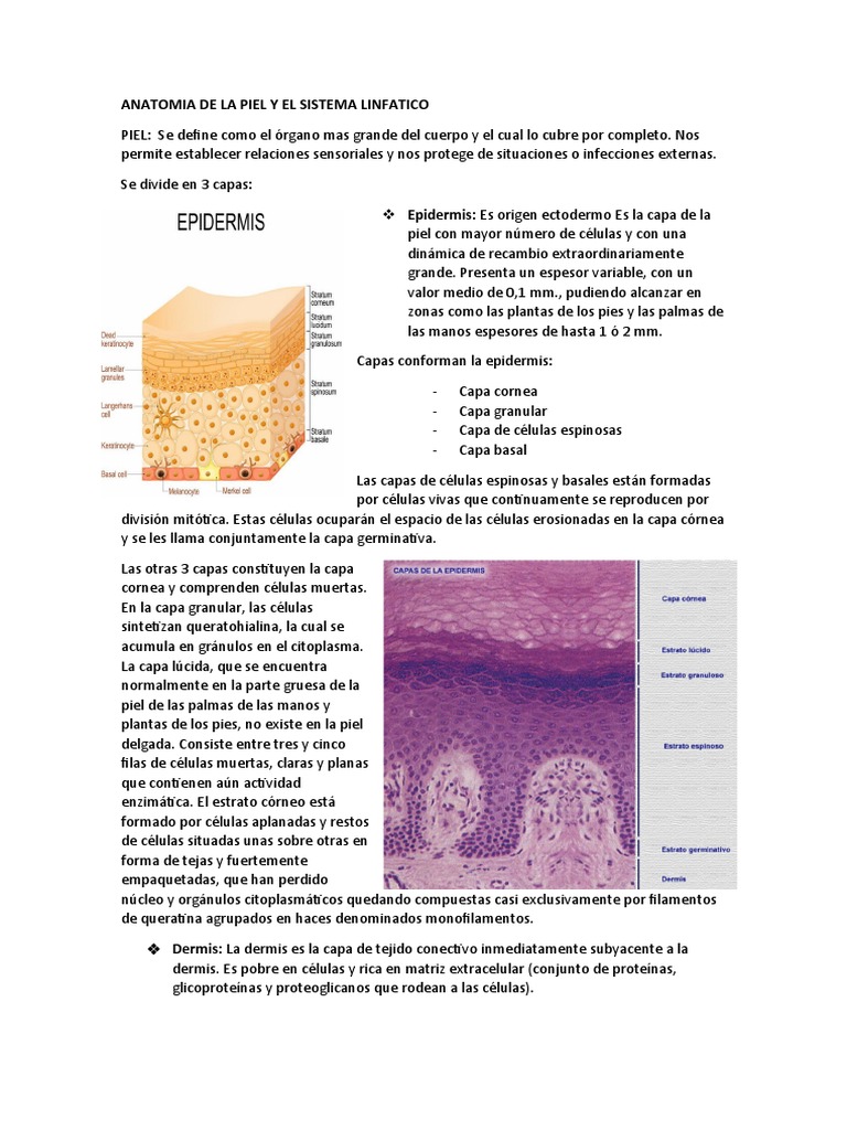 Anatomia de La Piel y El Sistema Linfatico | PDF | Piel | Ganglio linfático