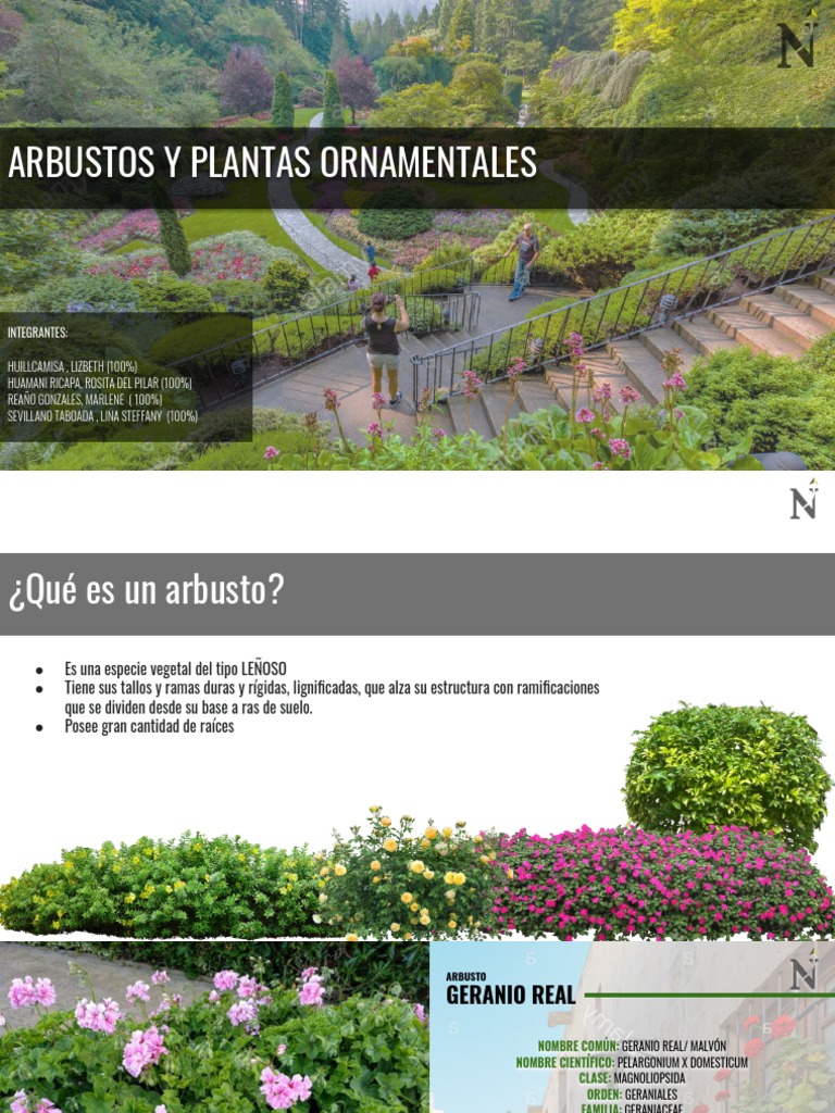 Arbusto | PDF | Plantas | Botánica