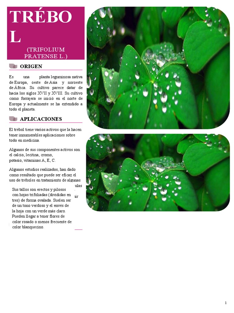 TRÉBOL | PDF | Hogar y jardín | Ciencia y matemática