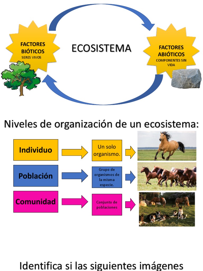 Ecosistema (Niveles de Organización) | PDF | Ciencias sociales