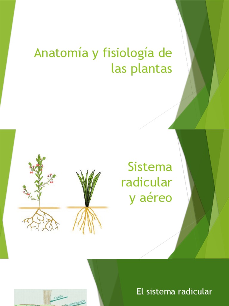 Anatomía y Fisiología de Las Plantas | PDF | Flores | Raíz