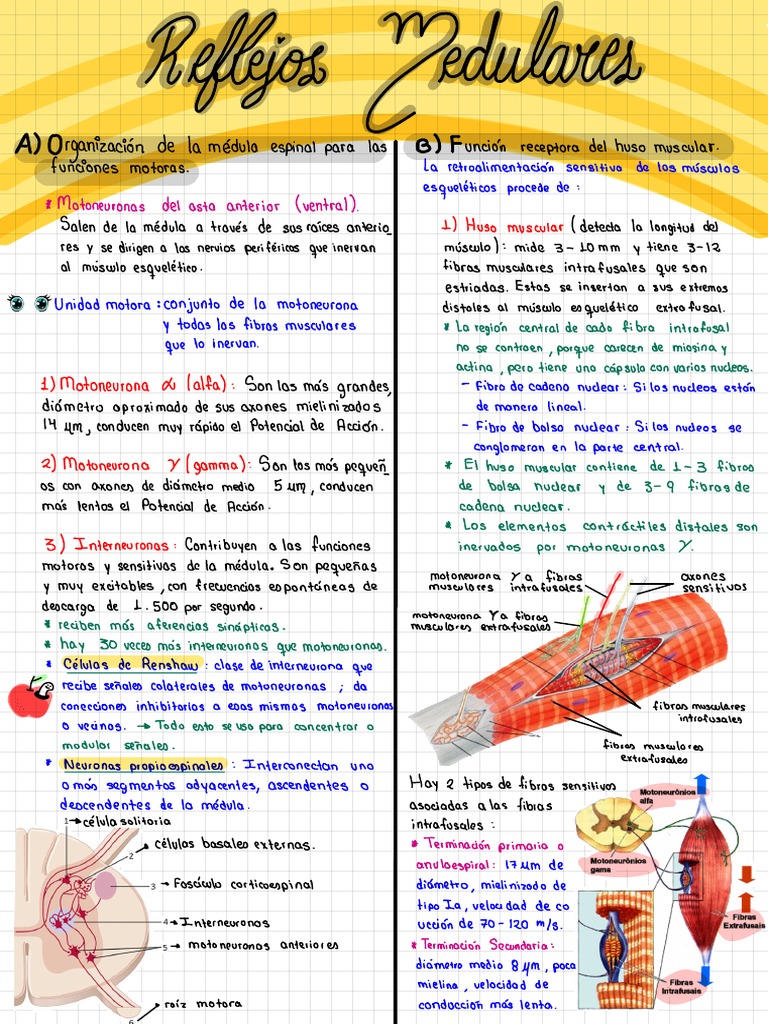 Reflejos Medulares | PDF | Neurona motora | Neurona