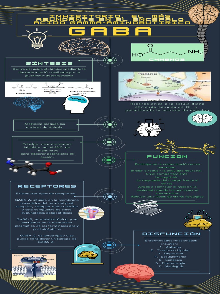 GABA | PDF | Sinapsis | Neurociencia