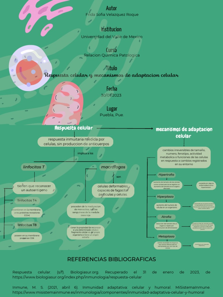 Mapa Conceptual Respuesta Celular y Mecanismos de Adaptacion | PDF | Sistema inmune | Linfocitos