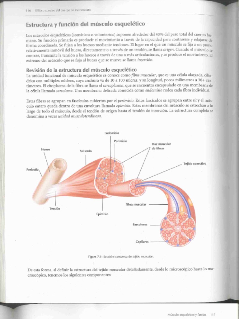 Estructura y funcion del musculo esqueletico | PDF