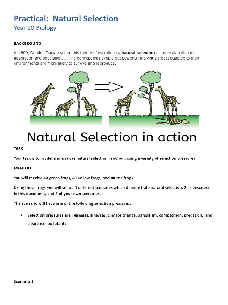 Natural Selection Practical | PDF | Natural Selection | Frog