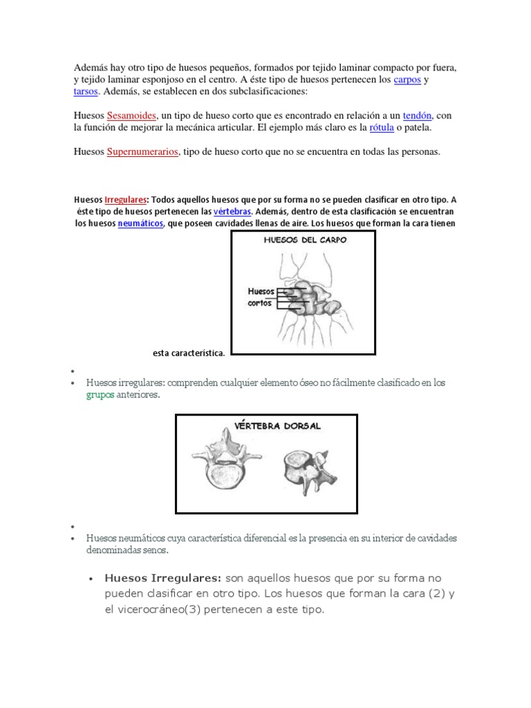 Huesos Neumaticos y Esponjosos | PDF | Hueso | Sistema esquelético