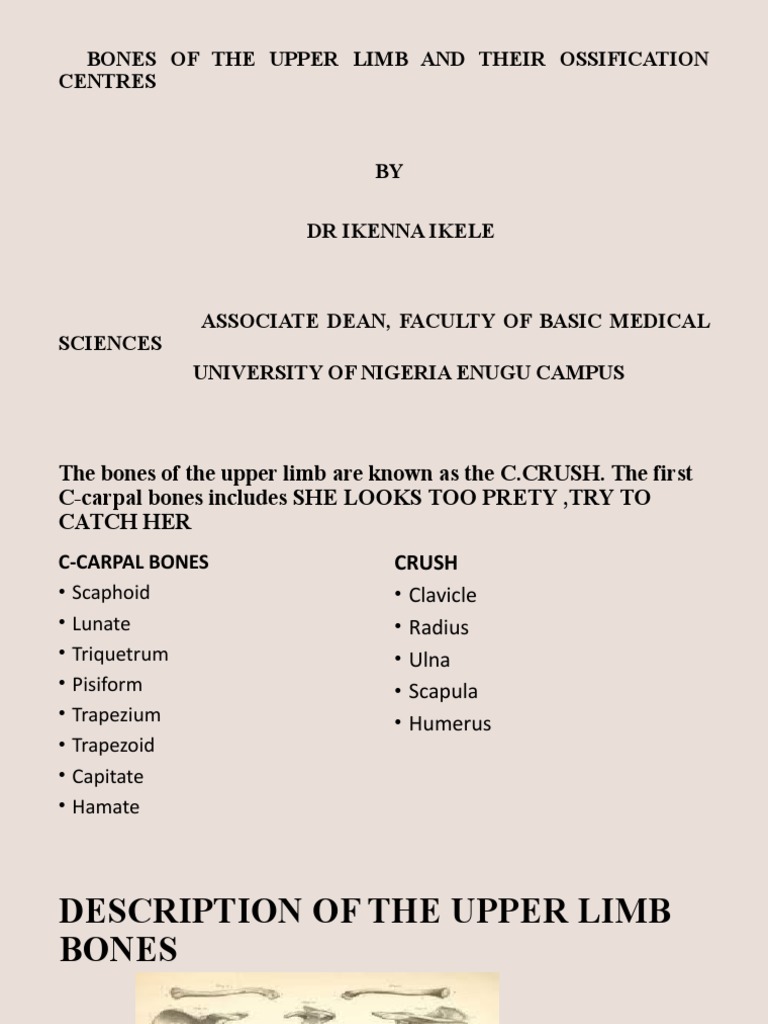 Bones of The Upper Limb and Ossification | PDF | Bone | Osteoblast