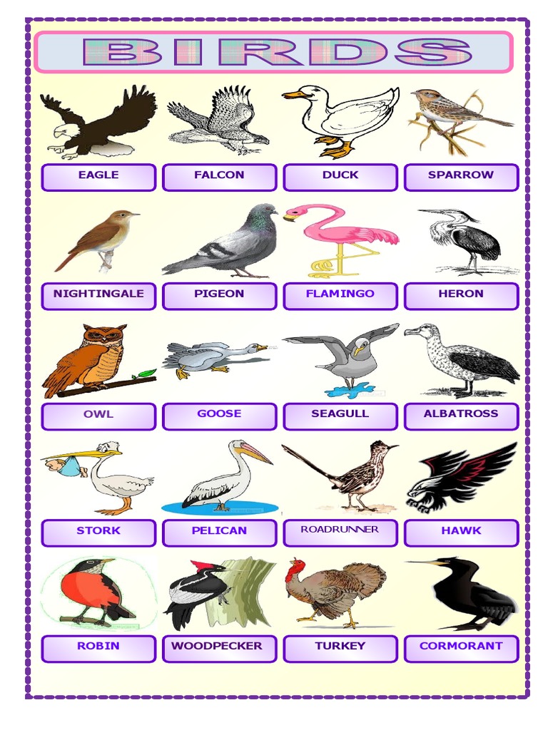 BIRDS | PDF