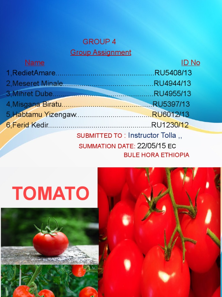 Group Assignment on the Botanical Description, Origin, Distribution and Importance of Tomatoes ...