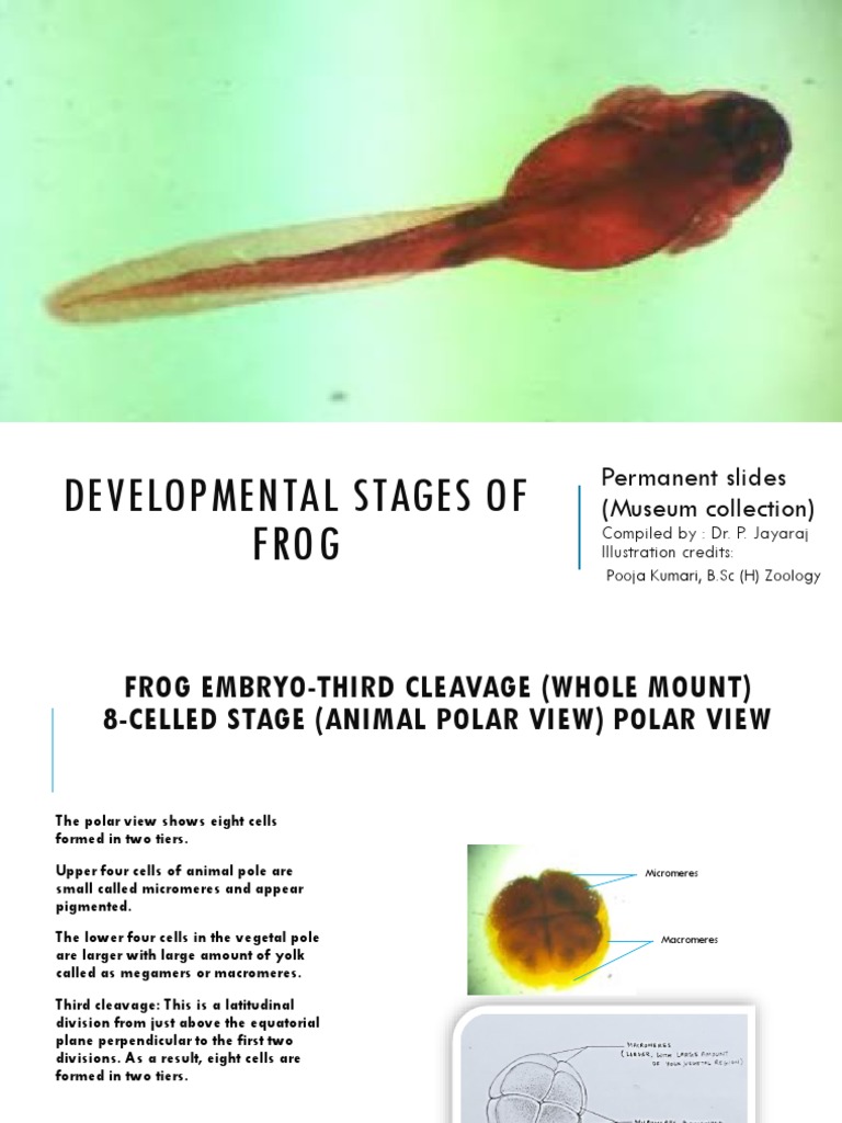 5.1 Frog Embryology Slides | PDF | Zoology | Developmental Biology