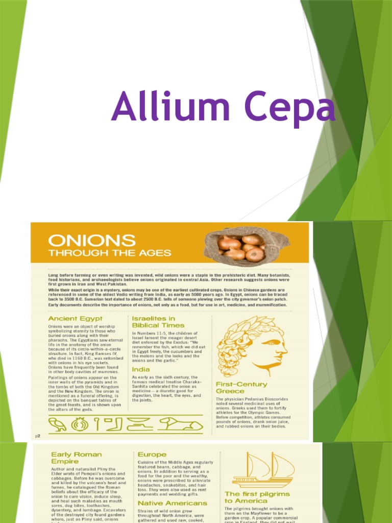 Allium Cepa | PDF | Epidemiology | Medicine