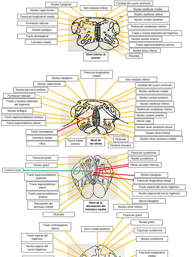 Anato II | PDF | Neuroanatomía | Cerebro