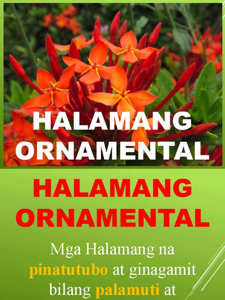 Halamang Ornamental | PDF