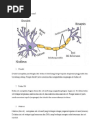 Bagian Neuron Dan Fungsinya | PDF