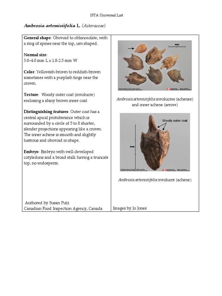 Obovoid Characteristics of Ambrosia artemisiifolia | PDF | Wellness