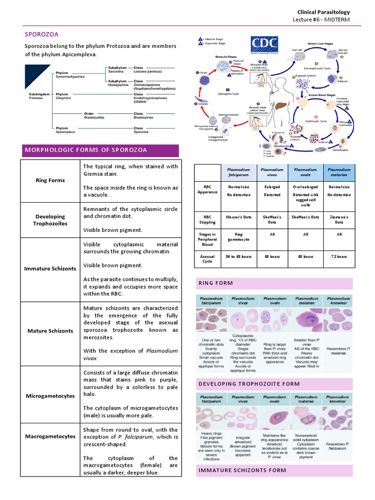 Parasitology (Lect #6) Trans | PDF | Plasmodium | Malaria