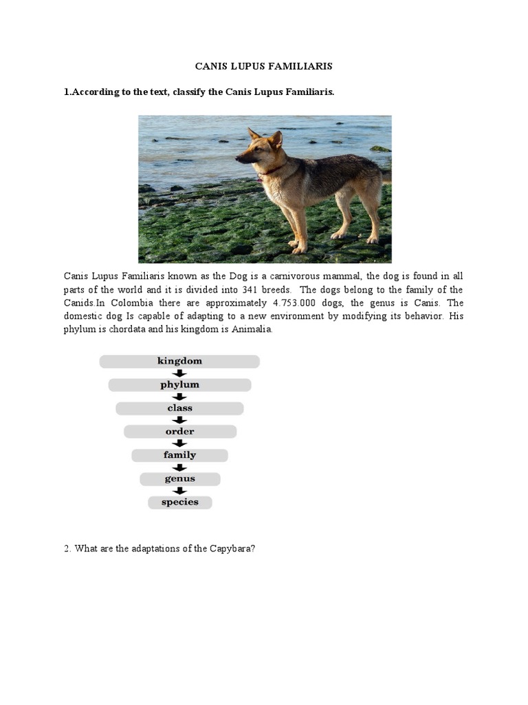 Dog Taxonomy | PDF