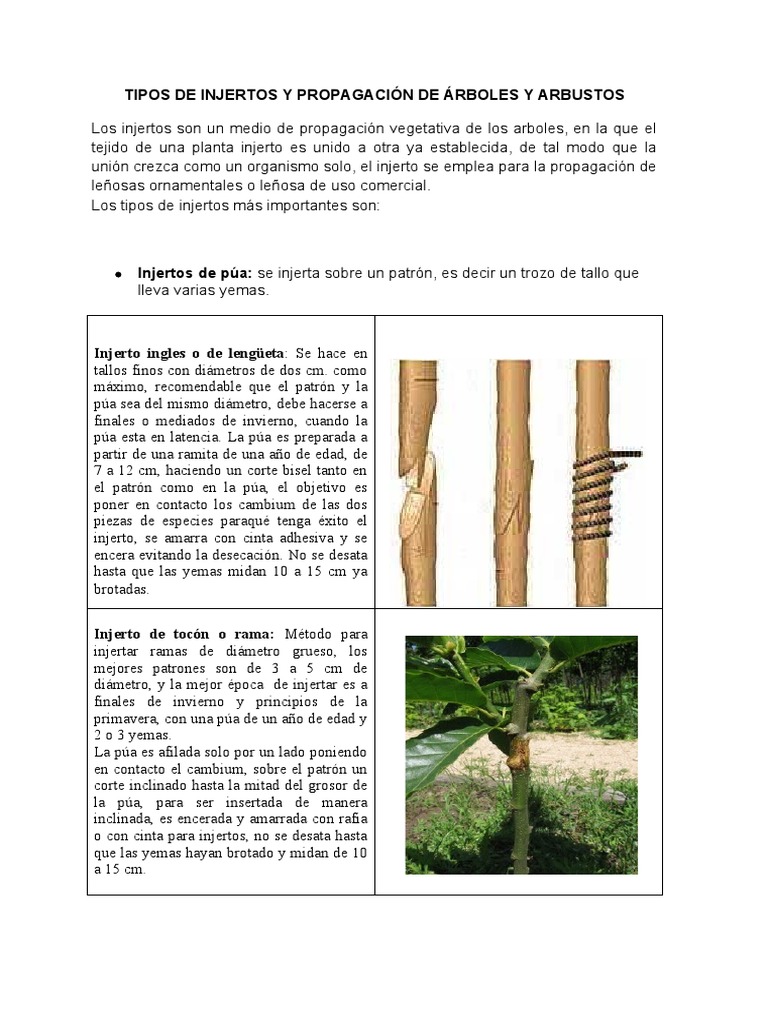 Tipos de Injertos en Plantas | PDF | Injerto | Organismos