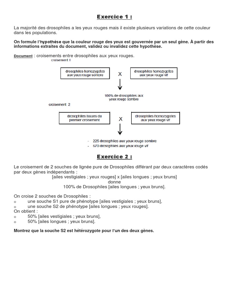 Exercice 1 | PDF | Dominance (Génétique) | Gène