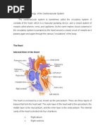 Blood and Circulation, iGCSE Biology | PDF | Circulatory System ...