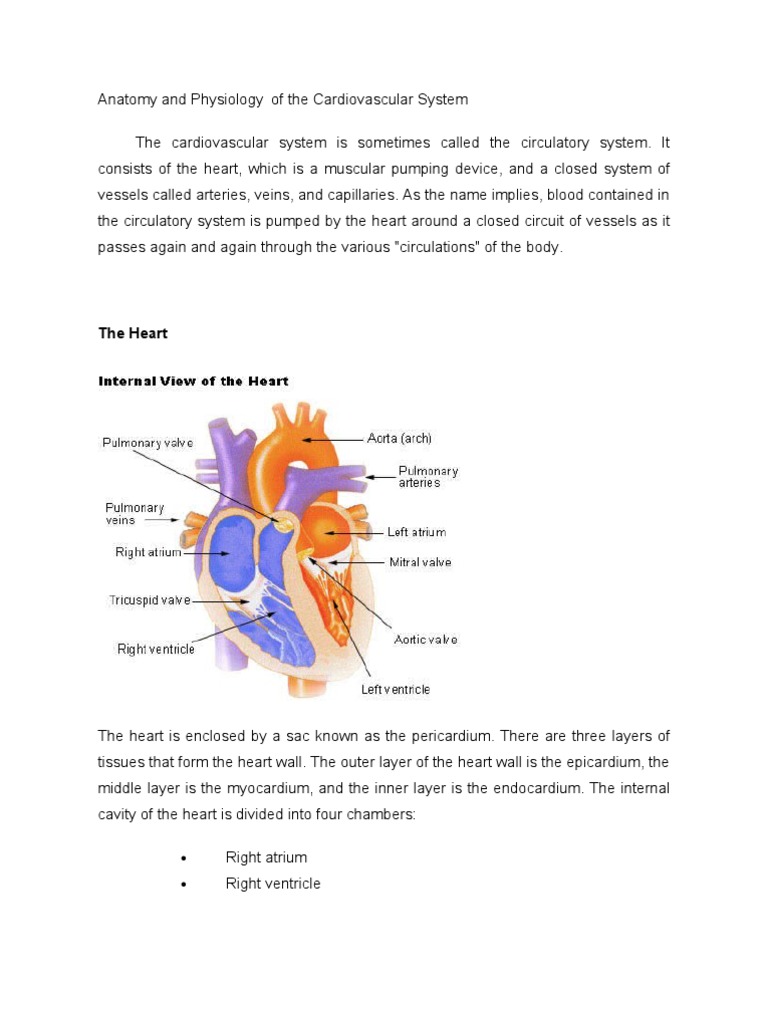 Cardiovascular System Anatomy & Physiology | PDF | Artery | Heart