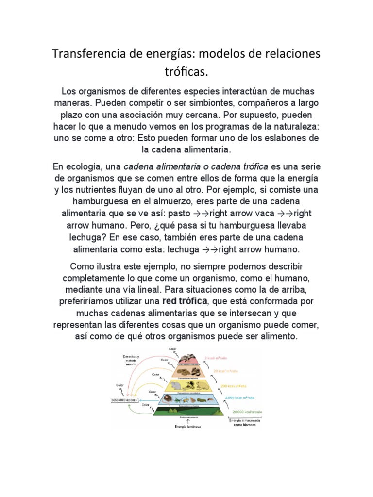 Transferencia de Energías | PDF | Red alimentaria | Ecología