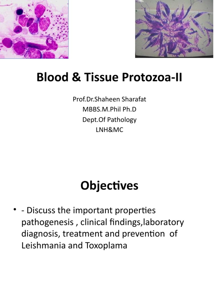 Blood & Tissue Protozoa-II: Prof - Dr.Shaheen Sharafat MBBS.M.Phil PH.D ...