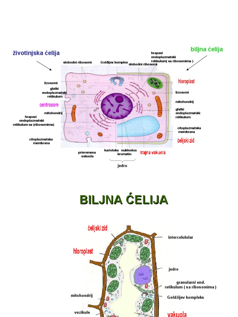 ŠF Citologija 2010 Godina | PDF