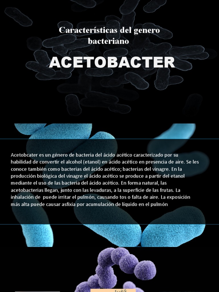 Características Del Genero Bacteriano: Acetobacter | PDF | Las ...