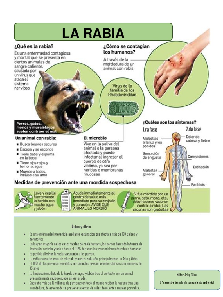 La Rabia: Datos y Cifras | PDF