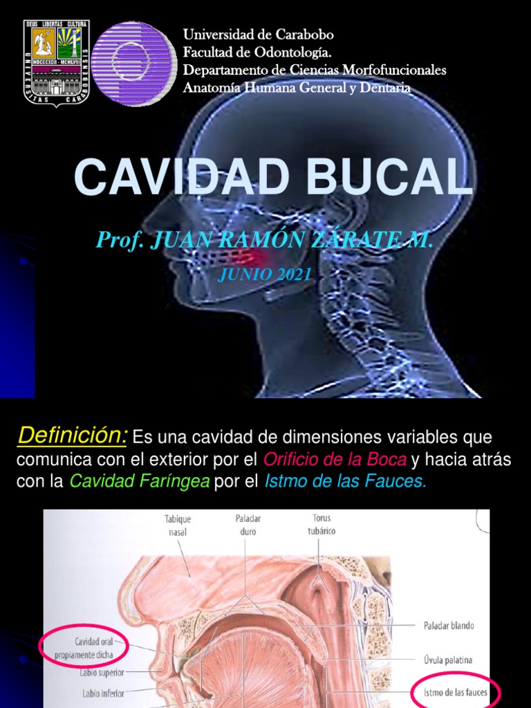 Anatomía de la Cavidad Bucal | PDF | Lengua | Anatomía humana