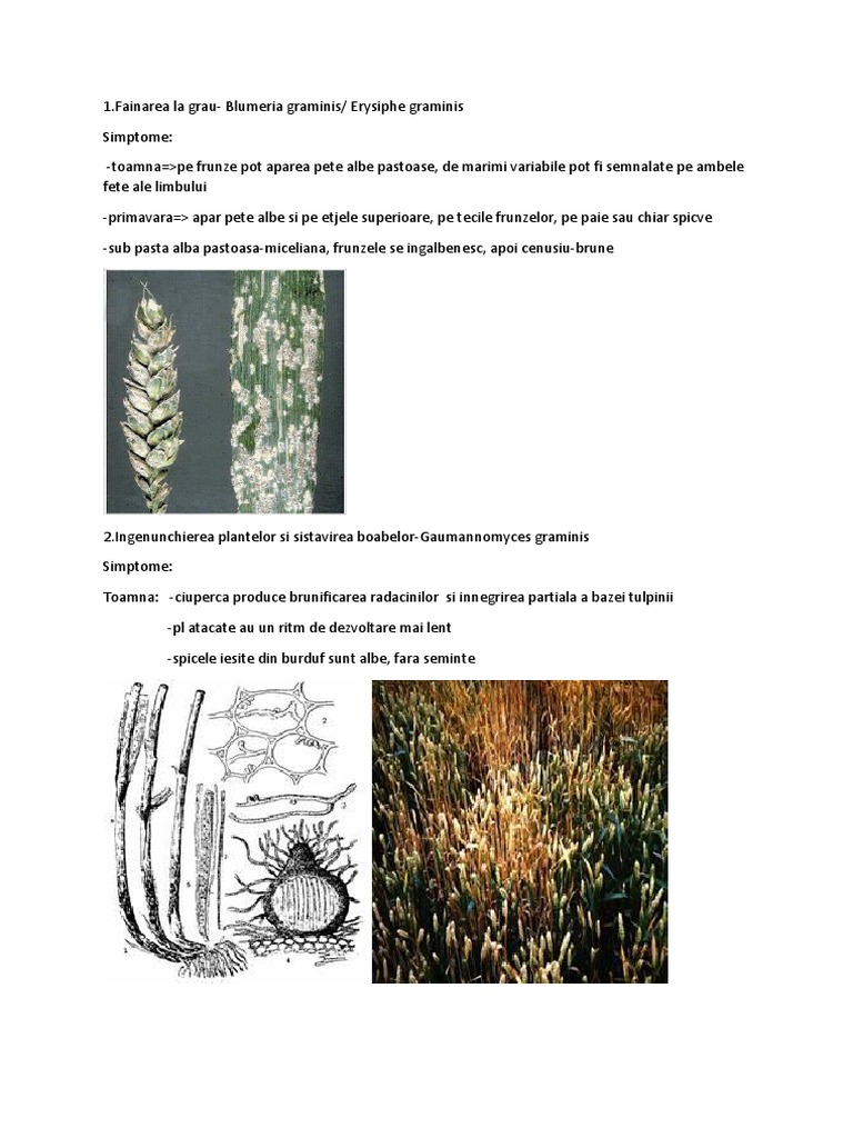 Boli La Grau | PDF