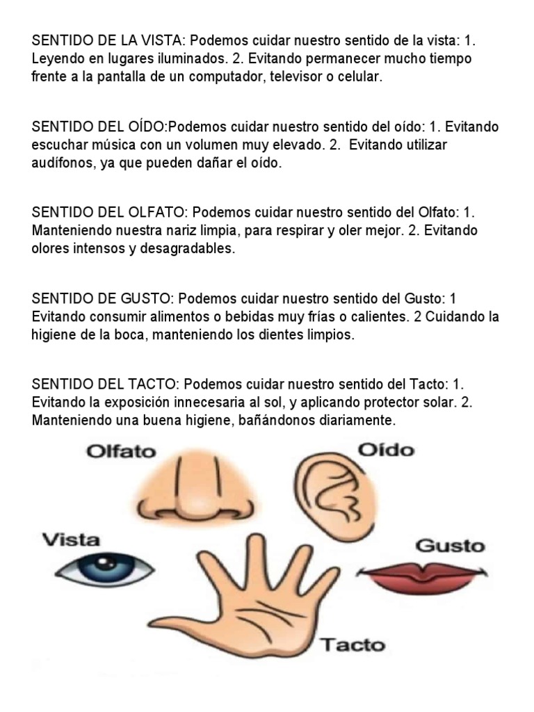 Los 5 Sentidos | PDF