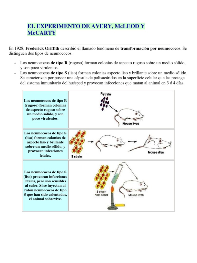 El Experimento de Avery | PDF | Bacteriófago | Virus