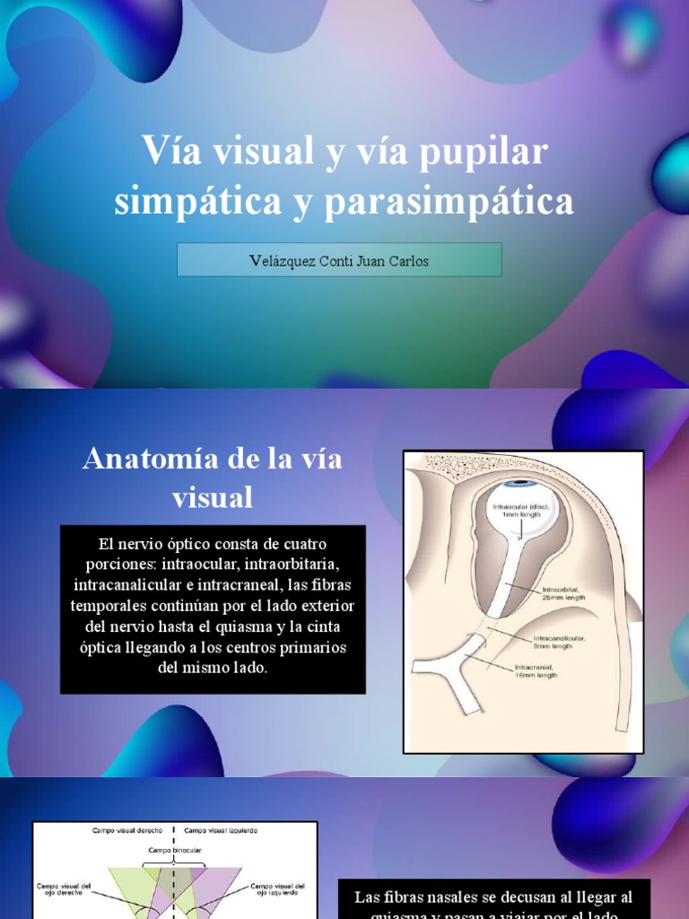 Anatomía de la Vía Visual y Pupilar | PDF | Percepción visual | Lóbulo ...