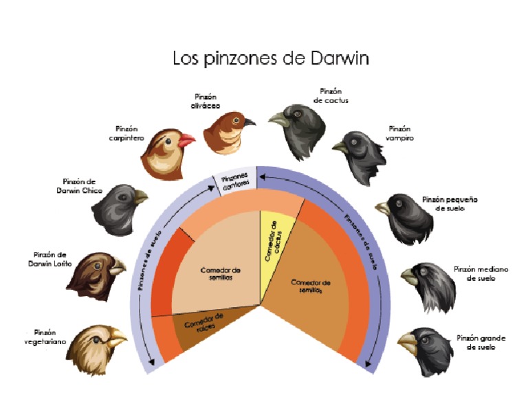 Pinzones de Darwin | PDF