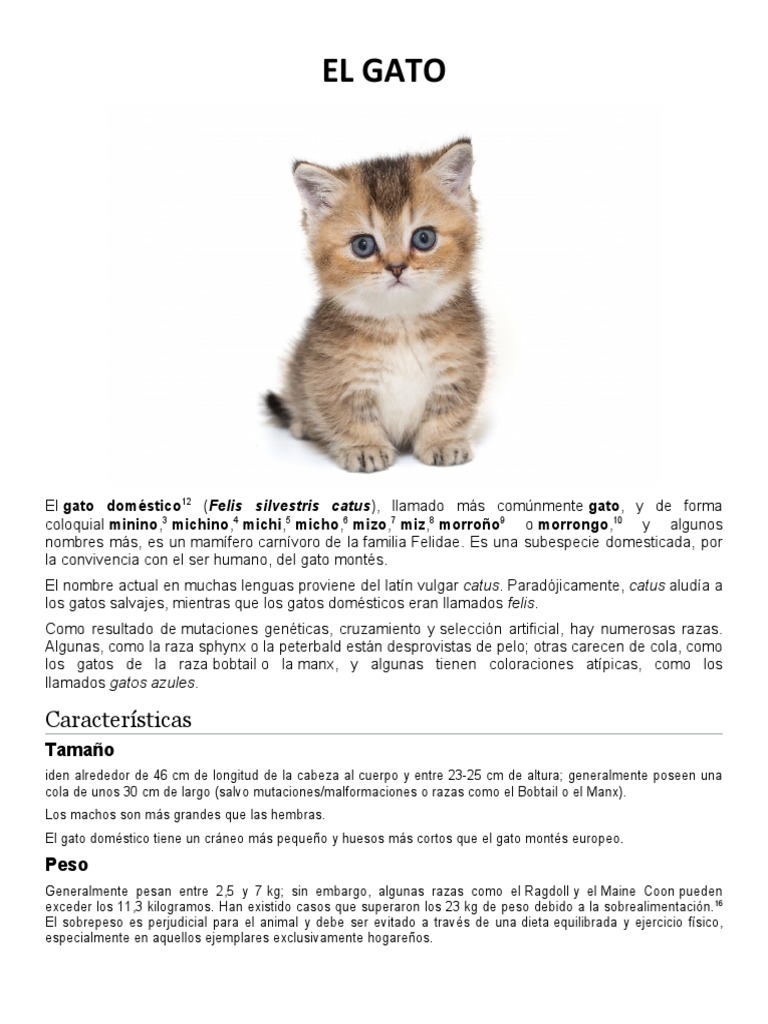 El Gato | PDF | Gatos | Mamíferos