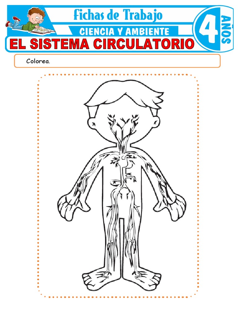 El Sistema Circulatorio para Ninos de 4 Anos | PDF