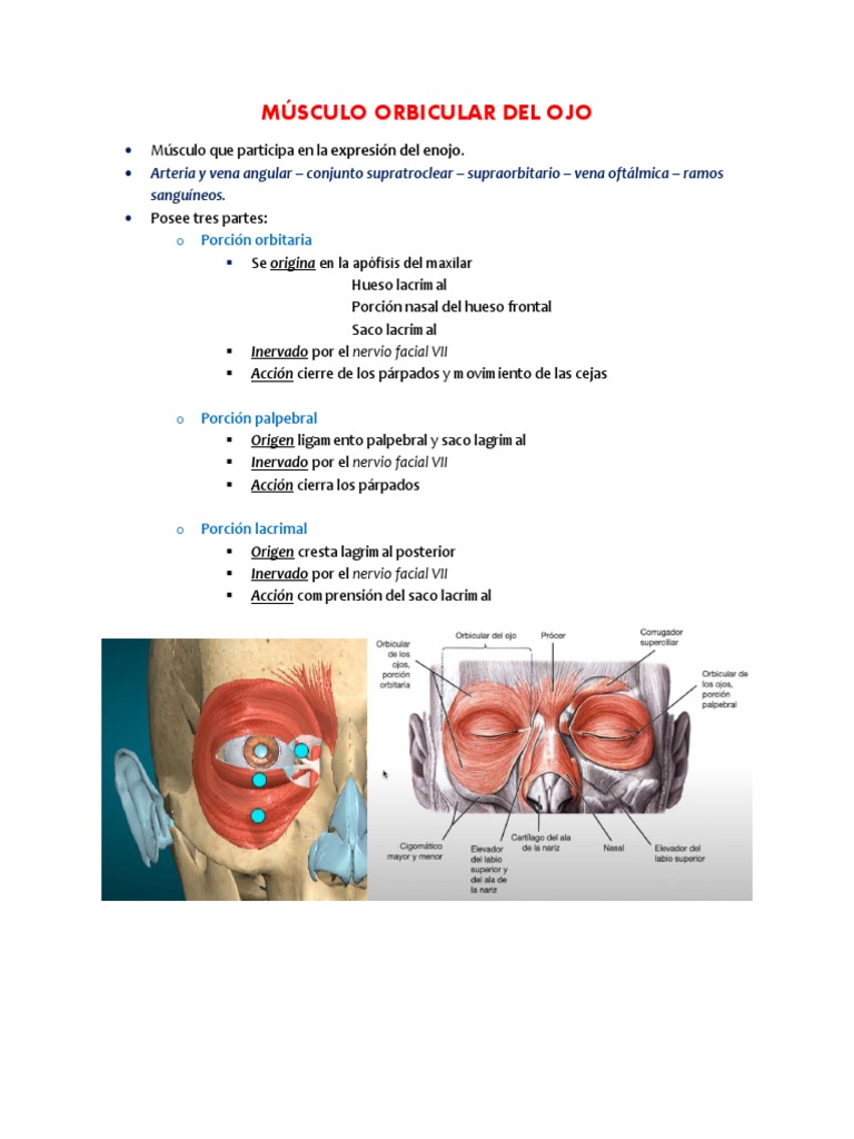 Anatomía del Músculo Orbicular del Ojo | PDF | Nariz humana | Anatomía ...