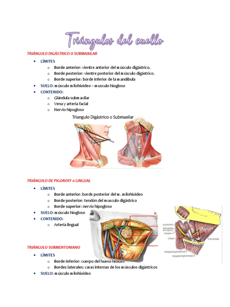 Anatomía de Triángulos del Cuello | PDF | Salud y bienestar