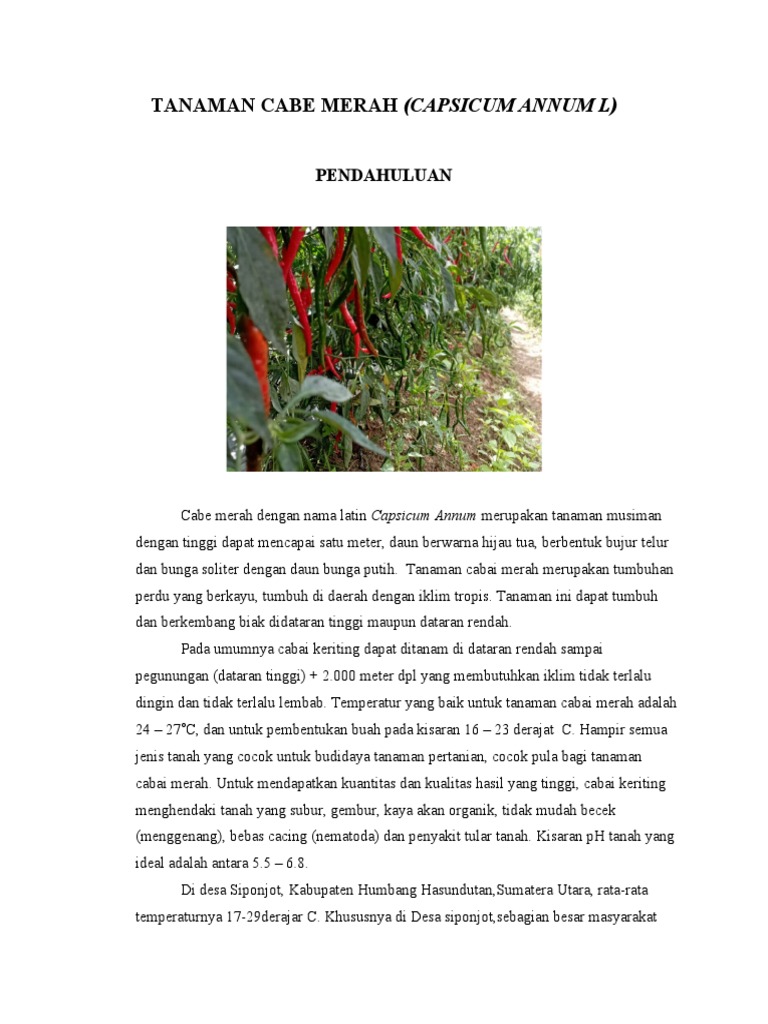 Tanaman Cabe Merah (Capsicum Annum L) : Pendahuluan | PDF