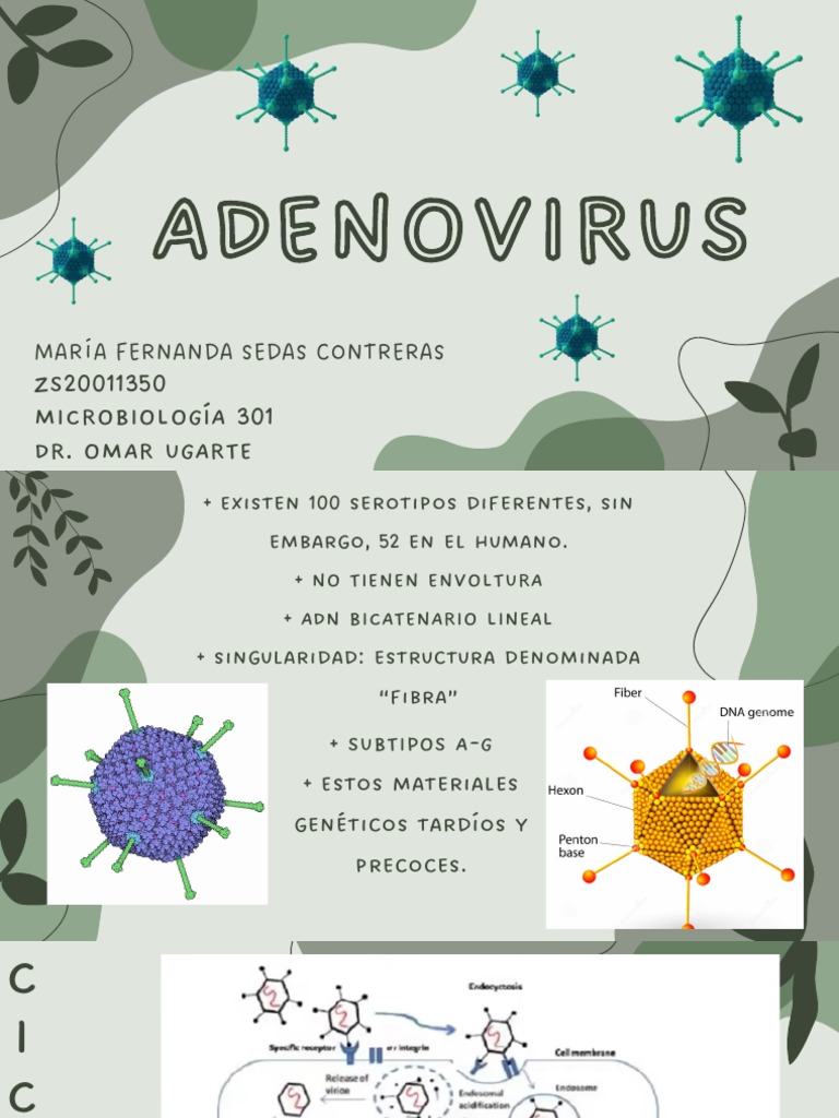 Adenovirus | PDF | Adenoviridae | Inmunología